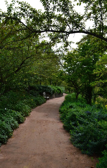 Nature Forest Path - Free photo on Pixabay - Pixabay