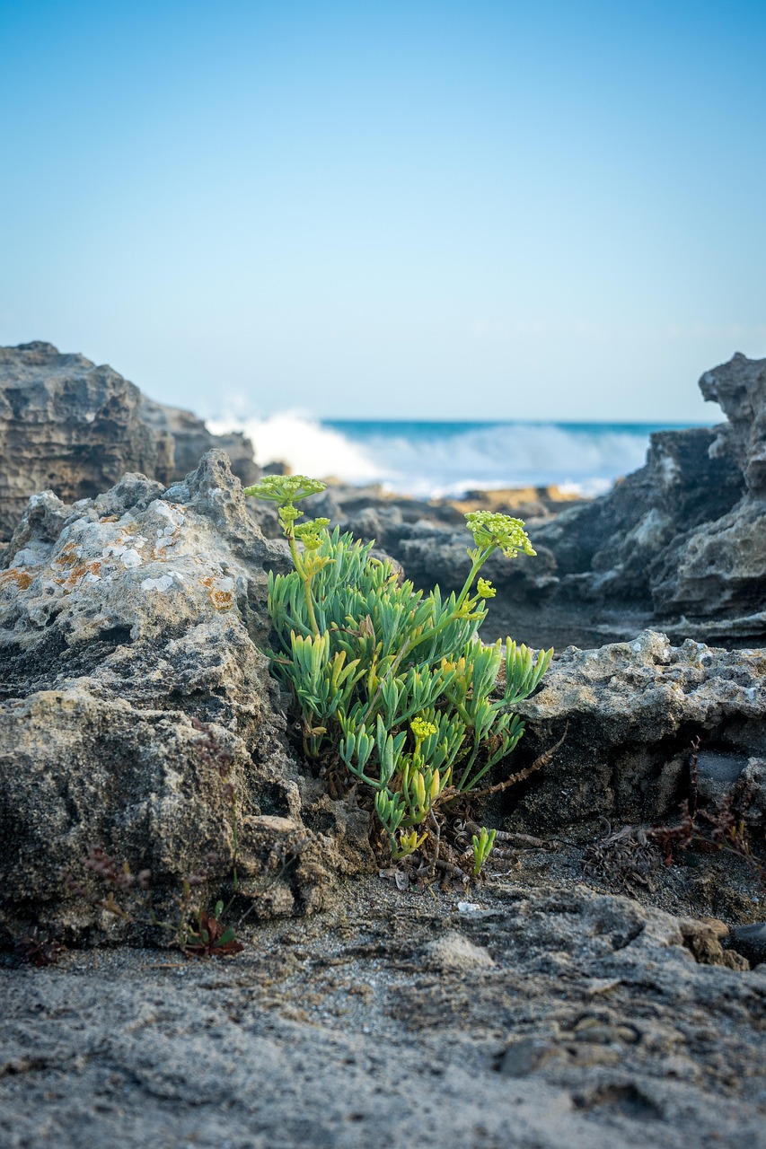 Sea Fennel Plant Beach - Free photo on Pixabay - Pixabay