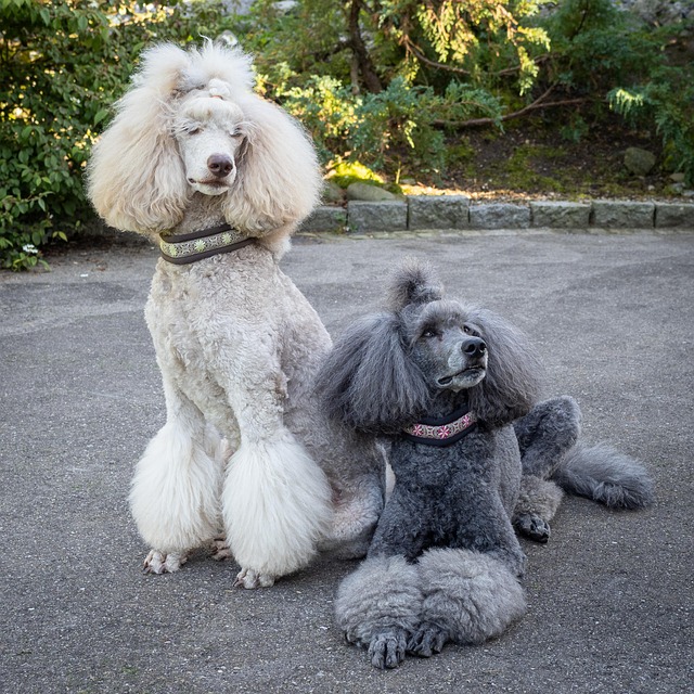 Raja Poodle Binatang Dalam Negeri - Foto gratis di Pixabay - Pixabay