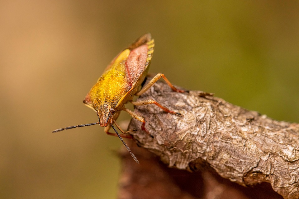Shield Bug Minstrel Insect - Free photo on Pixabay - Pixabay