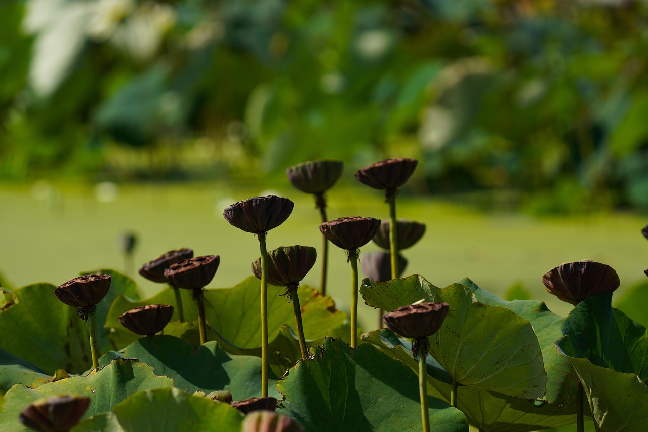 Teratai Tunas Botani - Foto gratis di Pixabay - Pixabay