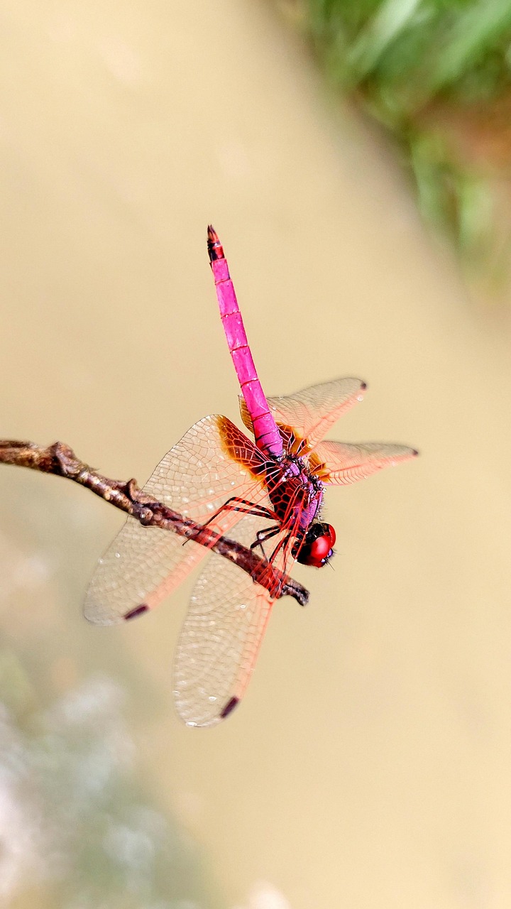 Dragonfly Insert Kerala - Free photo on Pixabay - Pixabay