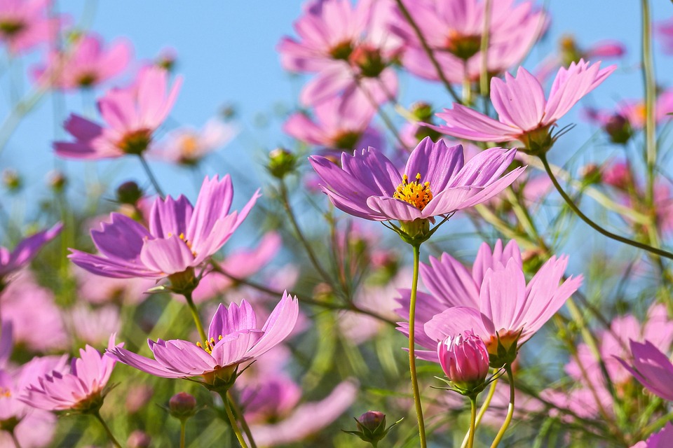 Cosmos Flores Cosmea - Foto gratis en Pixabay