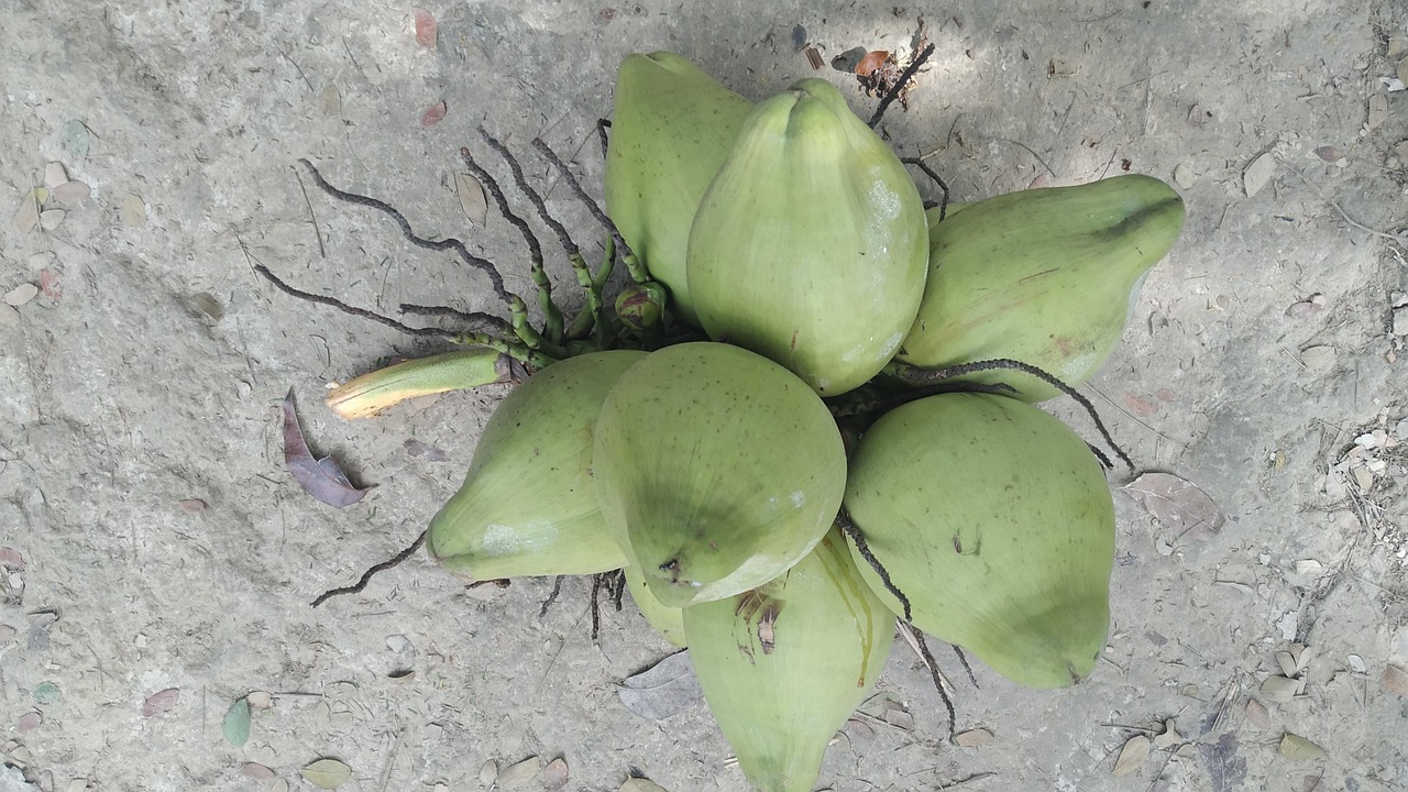 Noix De Coco Des Fruits Frais - Photo gratuite sur Pixabay - Pixabay