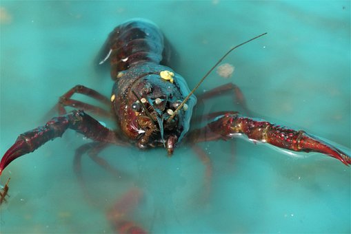 Seafood Lobster Crayfish - Free photo on Pixabay