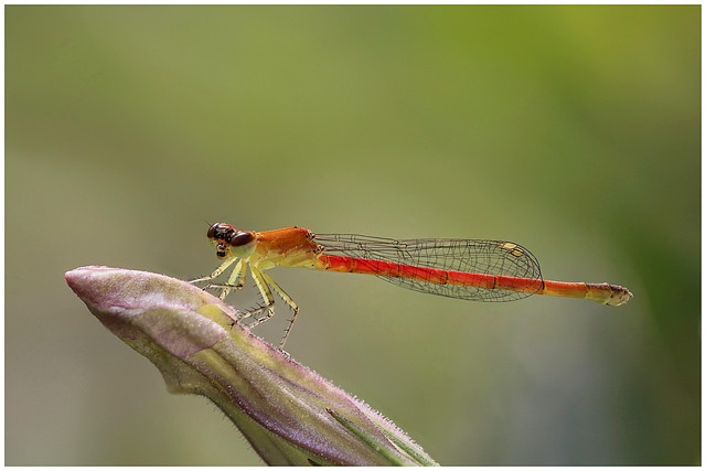 Libelle Insekt Makro - Kostenloses Foto auf Pixabay