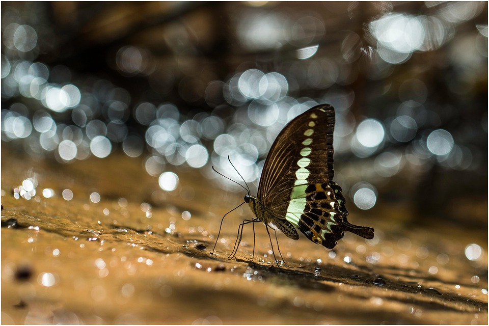 Butterfly Insect Animal Winged - Free photo on Pixabay