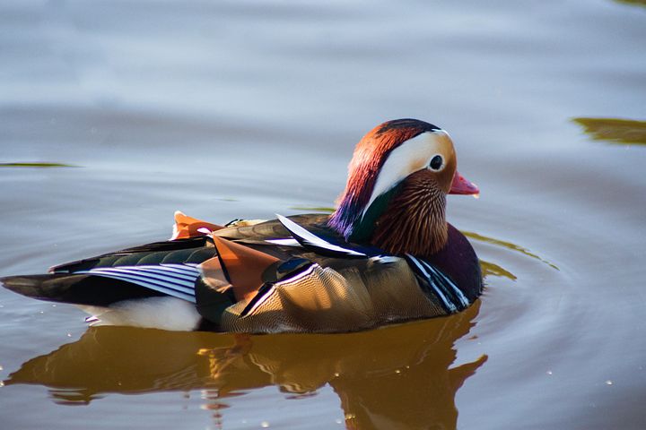 200+ Free Ducks Background & Duck Images - Pixabay