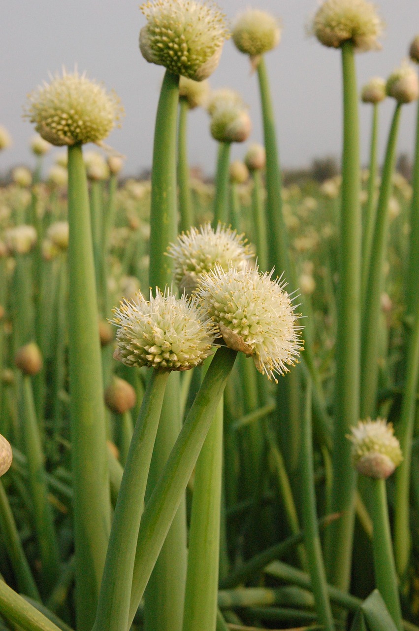 Taoyuan No 3 Onion Field - Free photo on Pixabay - Pixabay