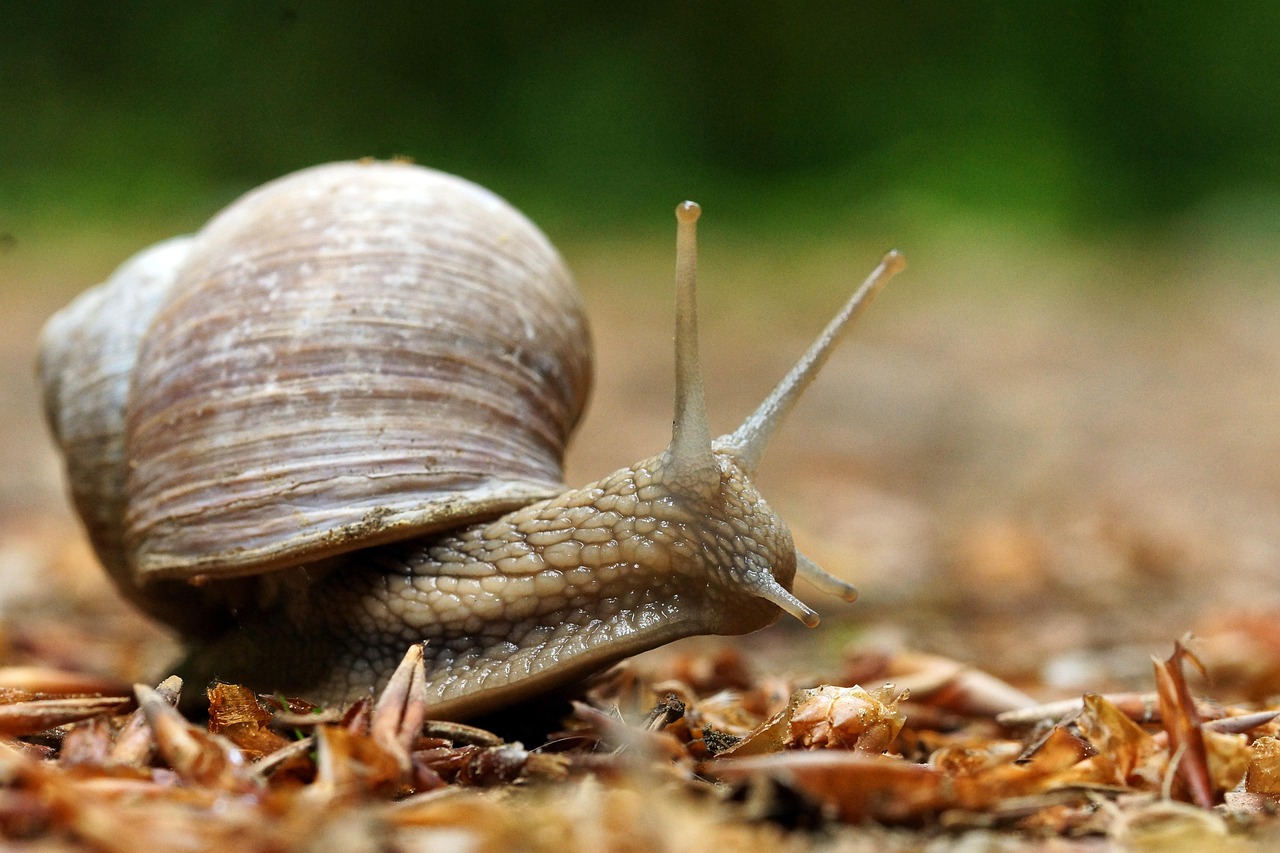 300+ bezplatné Ulita Šneka a Příroda fotografie - Pixabay