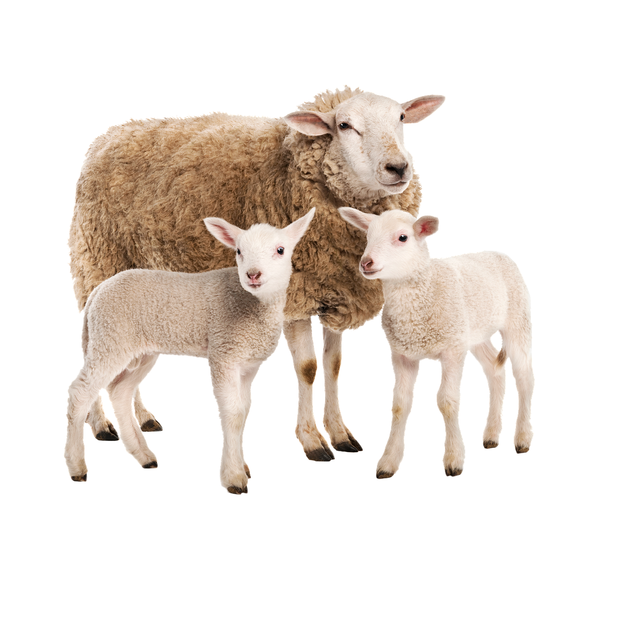 Oveja Ganado Animales De - Imagen gratis en Pixabay