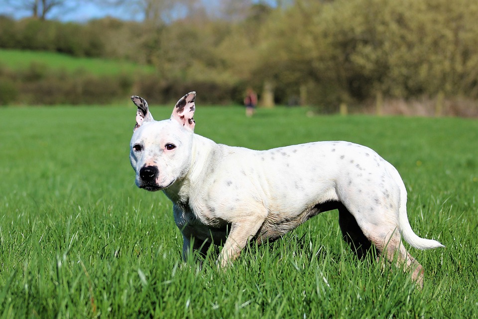 狗 斯塔福德郡斗牛犬 草 - Pixabay上的免费照片 - Pixabay