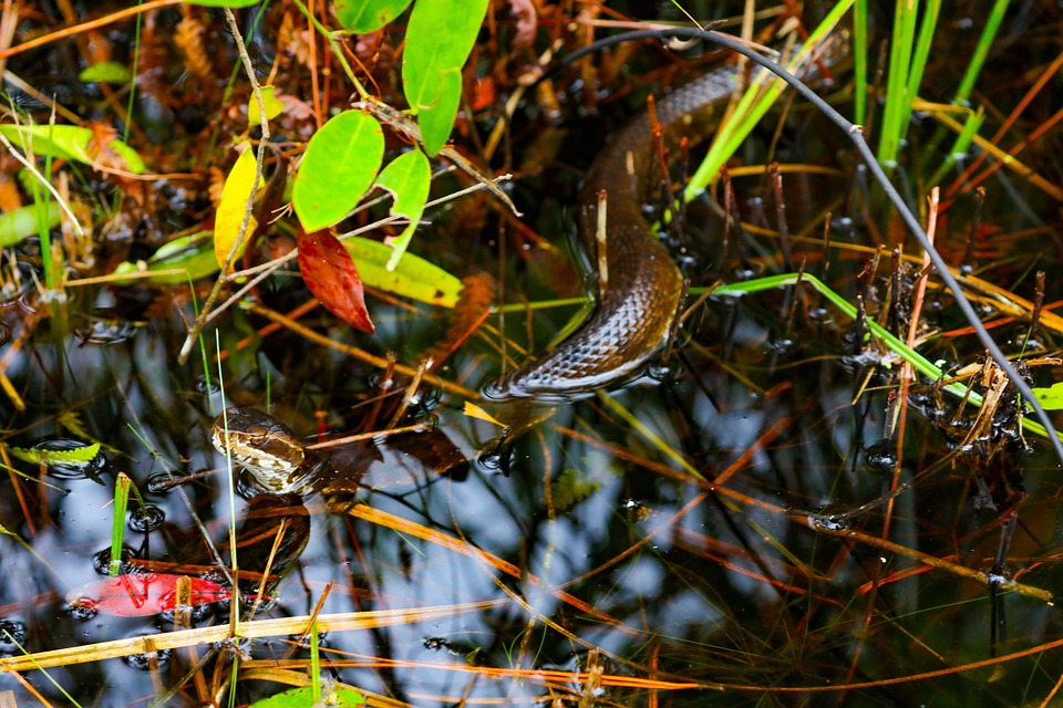Snake Reptile Pond - Free photo on Pixabay - Pixabay