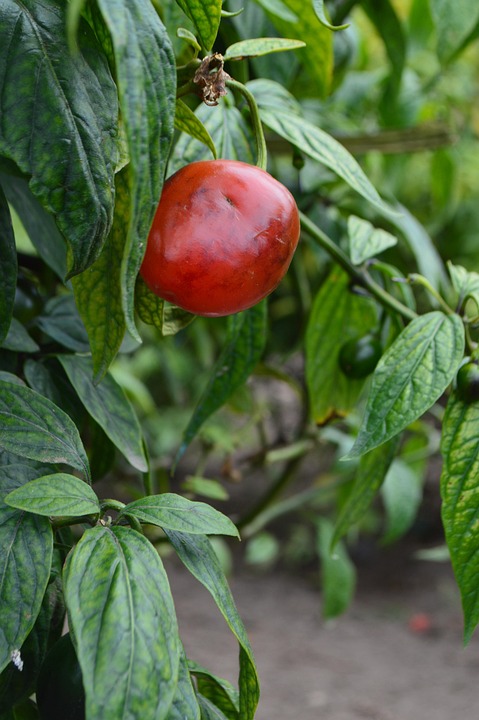 Rocoto Capsicum Pubescens Des - Photo gratuite sur Pixabay