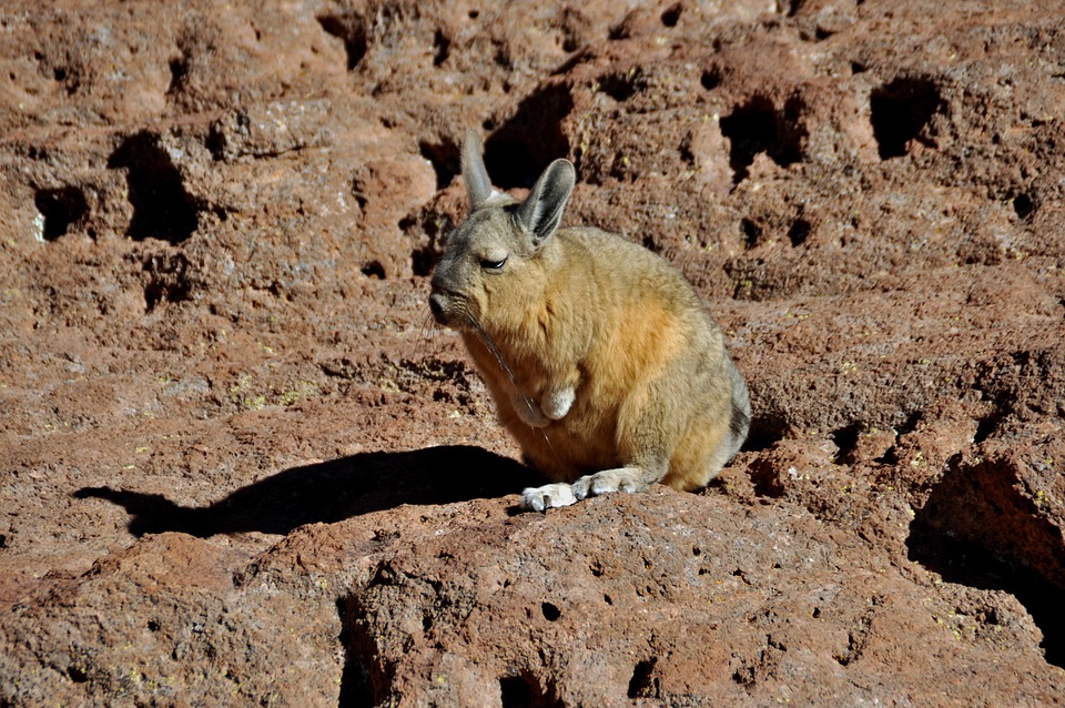 Rodent Vichacha Animal - Free photo on Pixabay - Pixabay