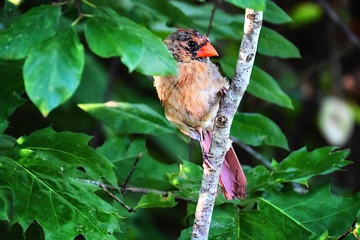 Northern Cardinal Bird Nature - Free photo on Pixabay