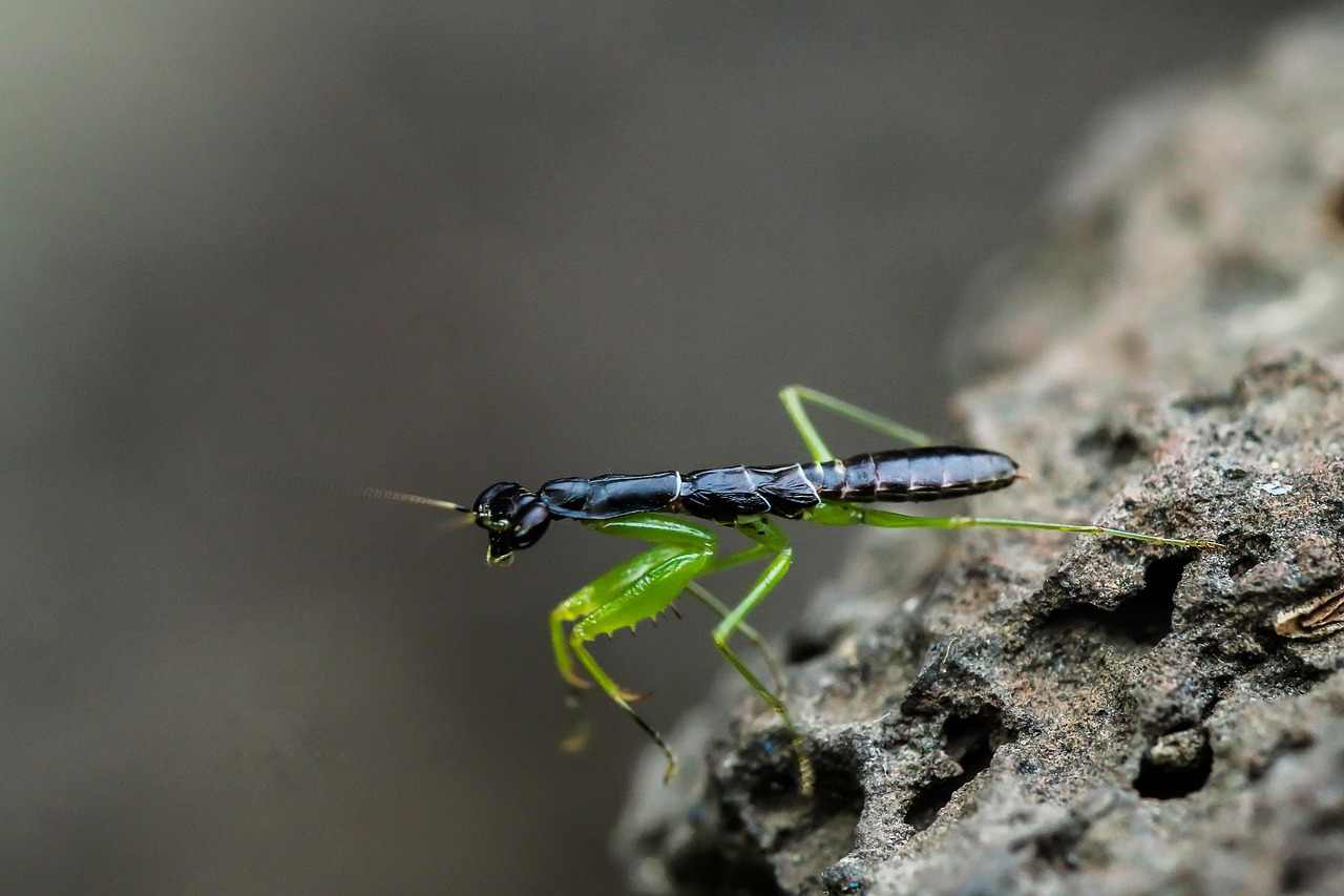 Insecte Macro Entomologie - Photo gratuite sur Pixabay - Pixabay