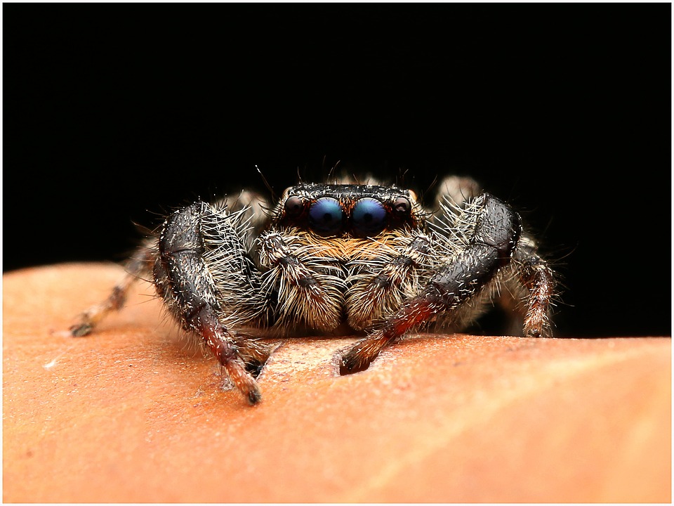 Spider Insect Macro - Free photo on Pixabay - Pixabay