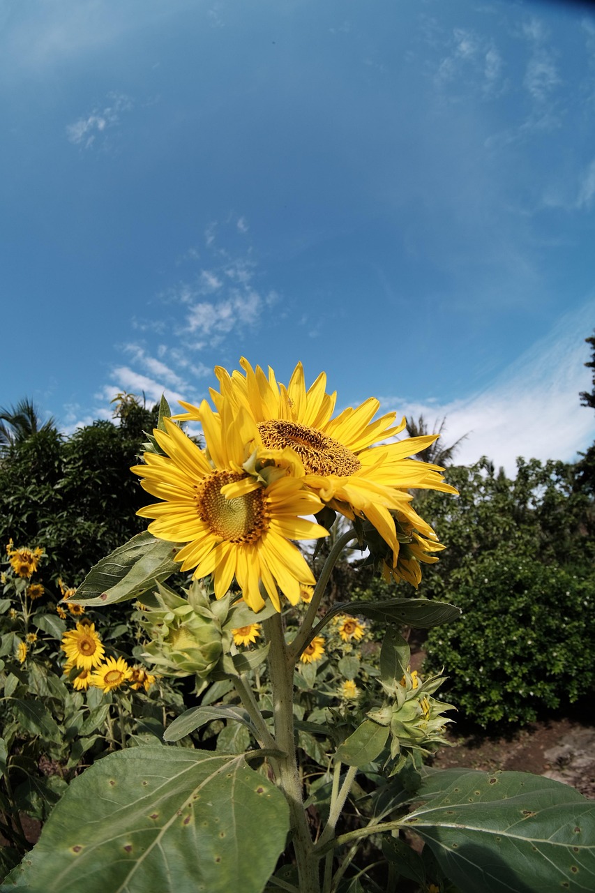 Flowers Sunflower Blue Sky - Free photo on Pixabay - Pixabay
