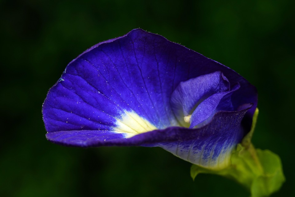 Butterfly Pea Flower Plant - Free photo on Pixabay - Pixabay