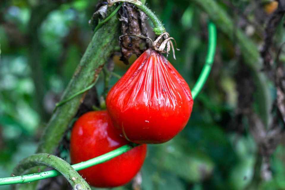Tomatoes Garden Agriculture - Free photo on Pixabay - Pixabay