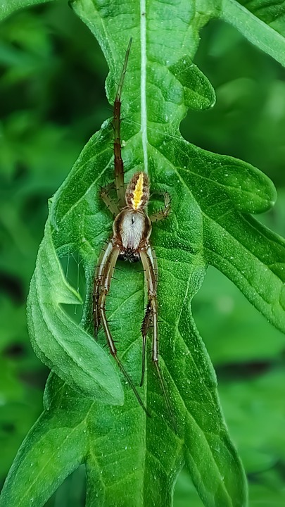 Spider Leaf Nature - Free photo on Pixabay - Pixabay