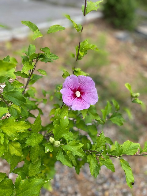 Flor Rosa De Sharon Planta - Foto gratis en Pixabay - Pixabay