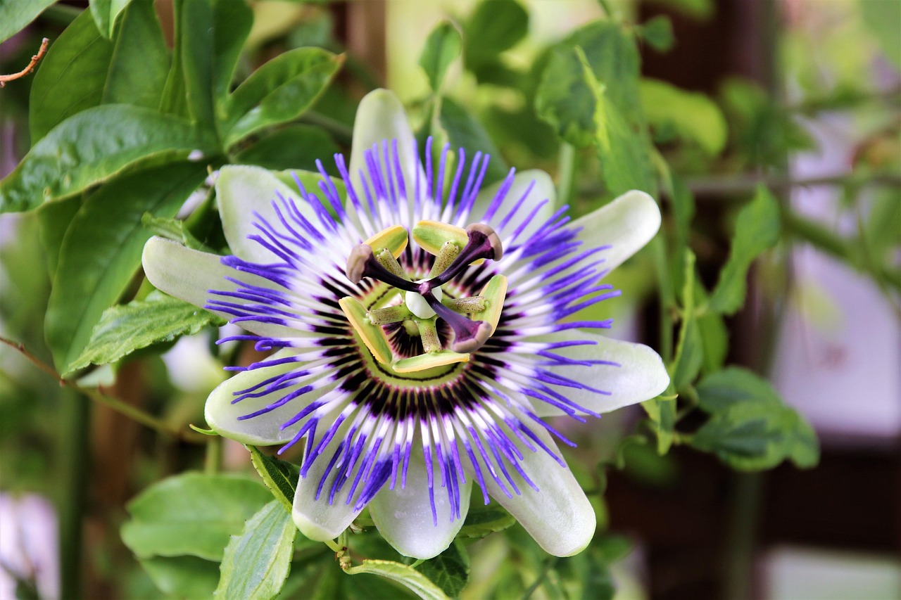 Passion Flower Blossom - Free photo on Pixabay - Pixabay