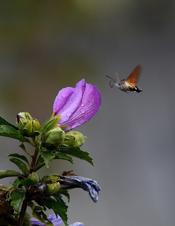 Hummingbird Hawk Moth Insect - Free photo on Pixabay - Pixabay