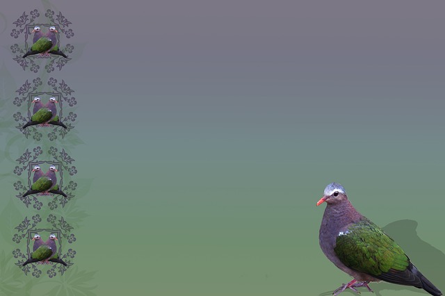 Fond Pigeon Papier - Photo gratuite sur Pixabay - Pixabay