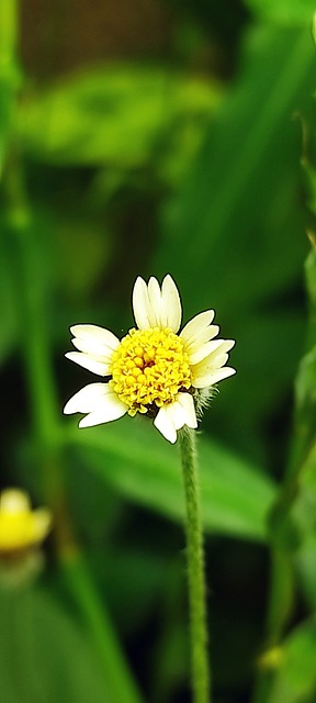 Shaggy Soldier Flower Plant - Free photo on Pixabay - Pixabay
