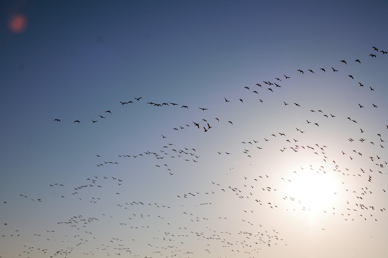 Nature En Volant Jour - Photo gratuite sur Pixabay - Pixabay