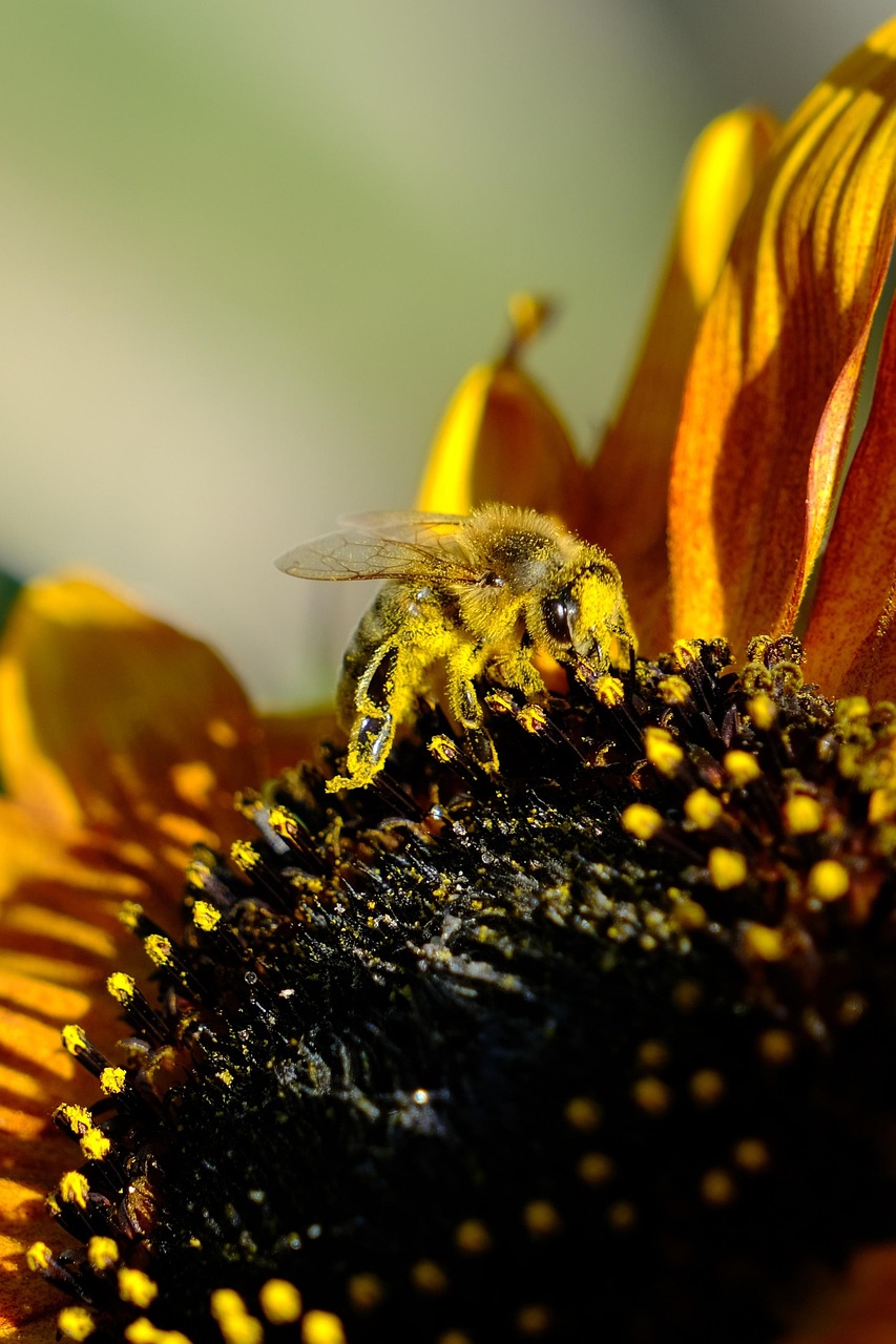 Sunflower Bee Pollination - Free photo on Pixabay - Pixabay