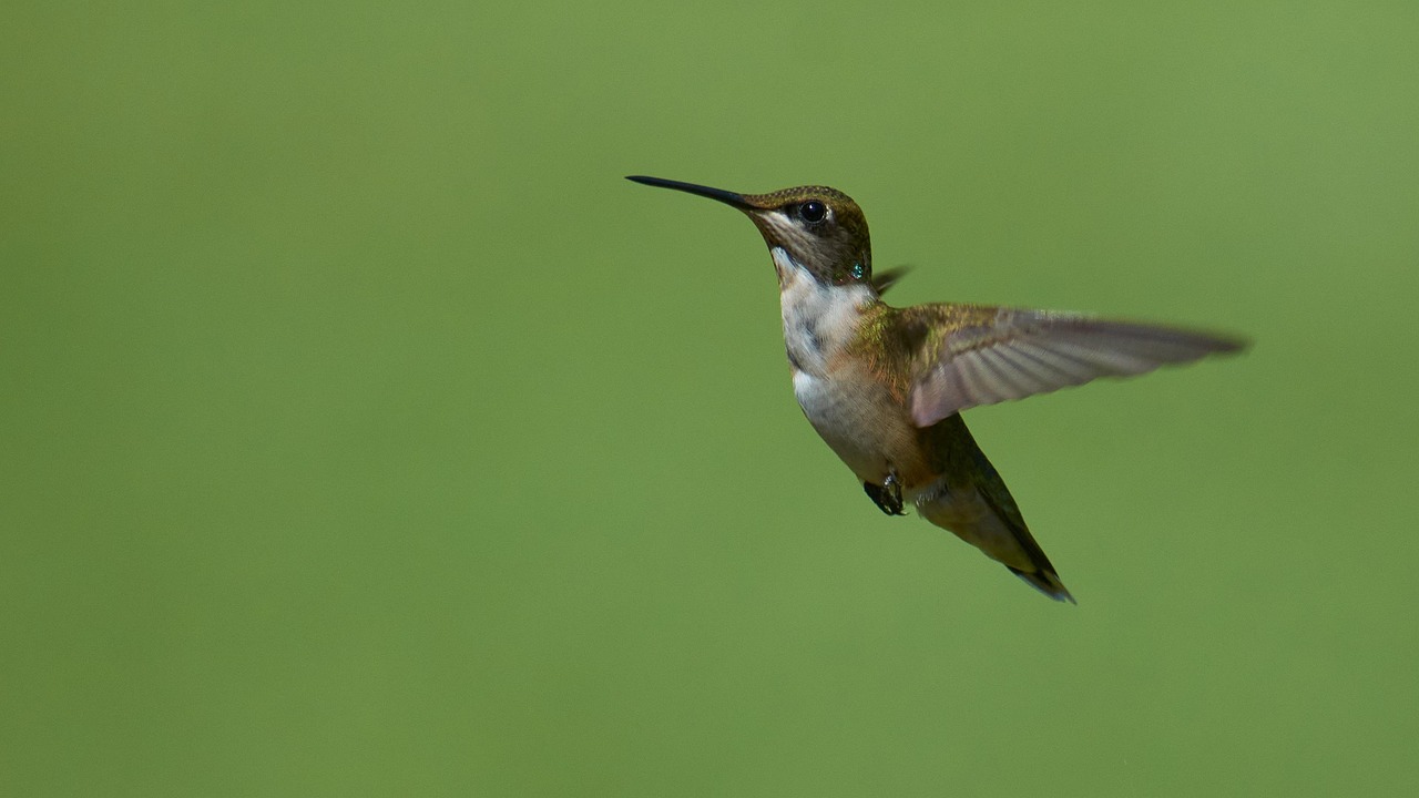 Hummingbird Bird Flying - Free photo on Pixabay - Pixabay