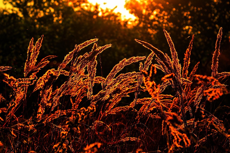 Weizen Feld Weizenfeld Gerade - Kostenloses Foto auf Pixabay