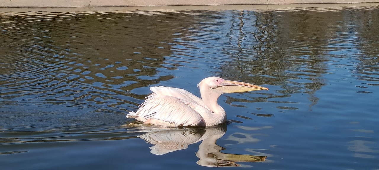 Great White Pelican Lake - Free photo on Pixabay