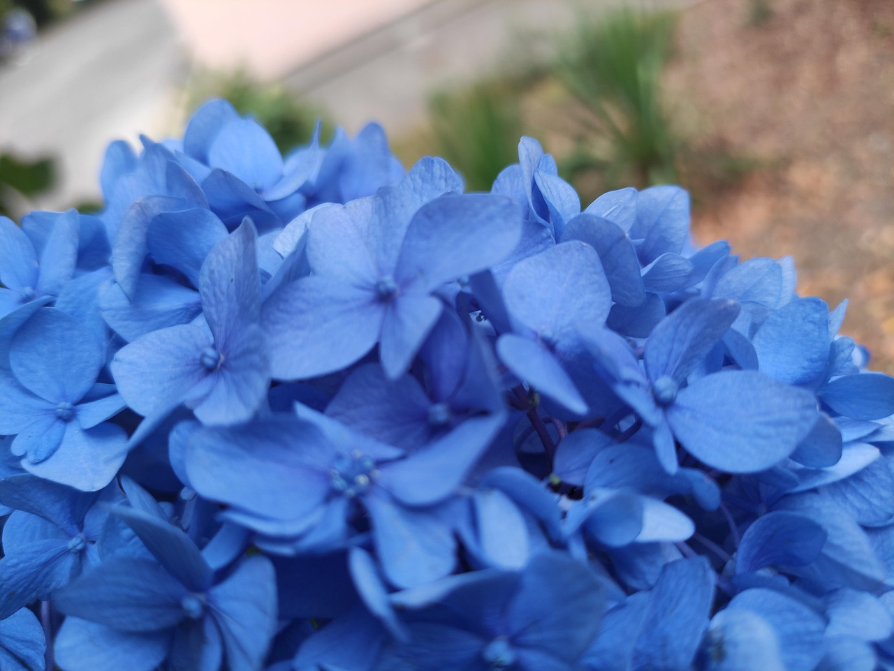 Bleu Flore Fleur - Photo gratuite sur Pixabay - Pixabay