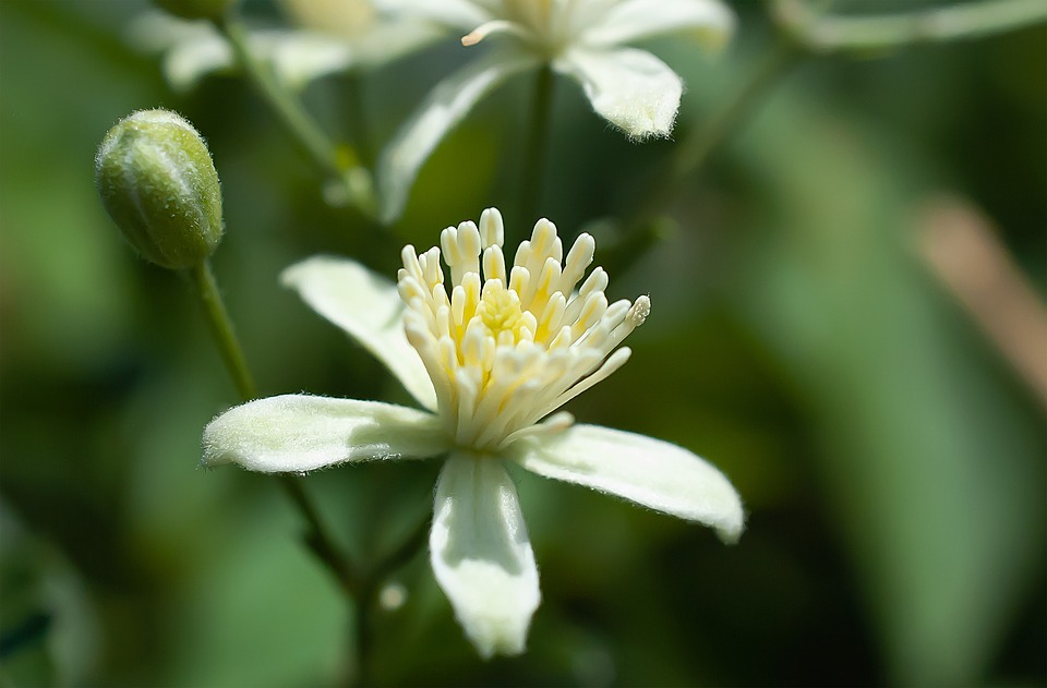 Bintang Bunga Putih - Foto gratis di Pixabay