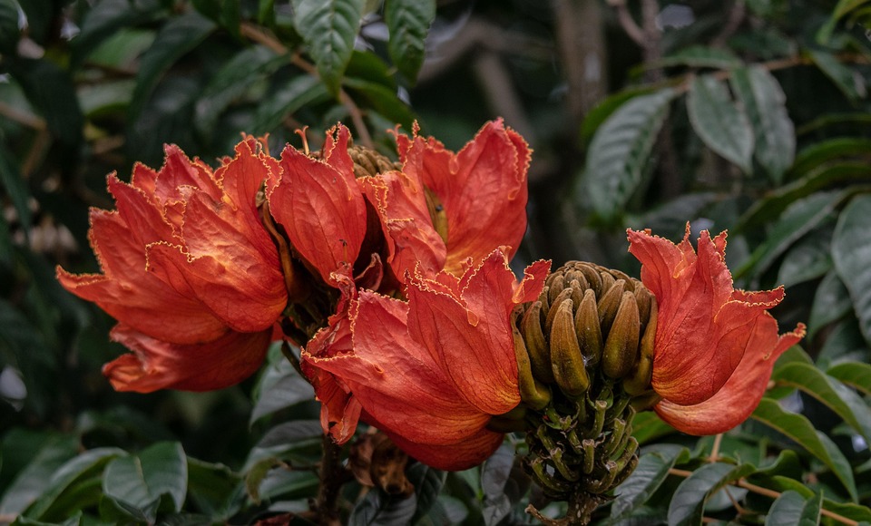 Red Flowers Garden Nature - Free photo on Pixabay - Pixabay