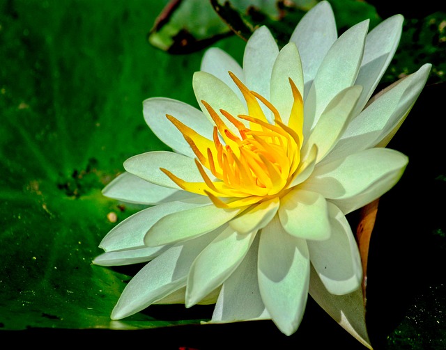 Nenúfar Flor Planta - Foto gratuita no Pixabay - Pixabay