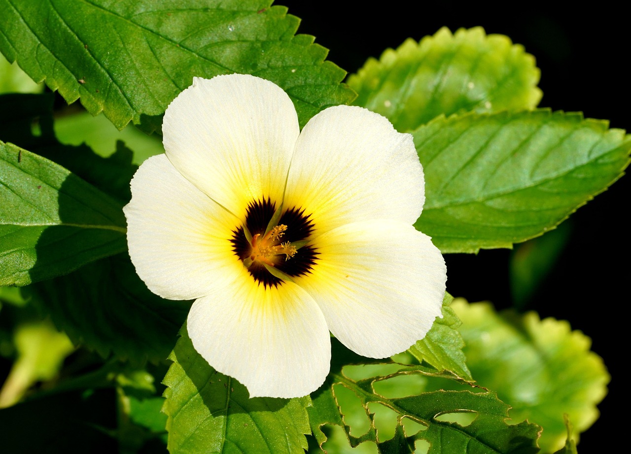 Turnera Flor Planta - Foto gratis en Pixabay - Pixabay