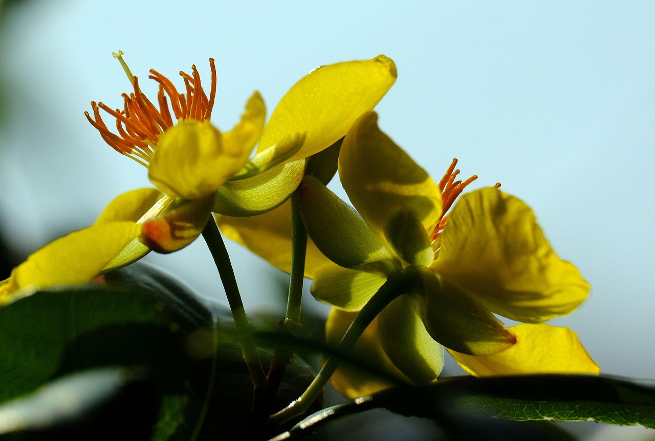 Yellow Mai Flower Flowers Plant - Free photo on Pixabay