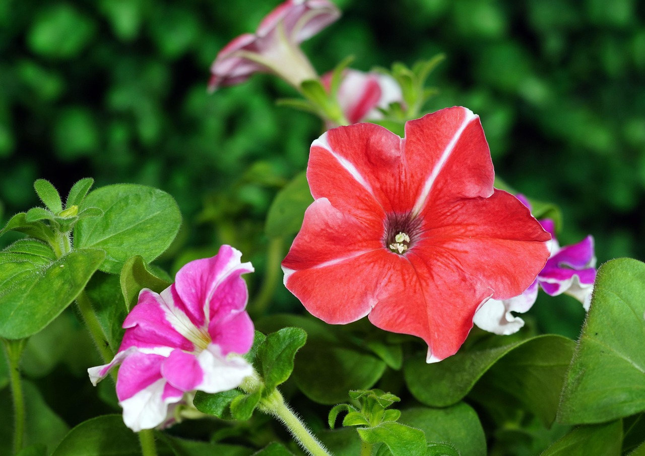 Petunia Flowers Plants - Free photo on Pixabay