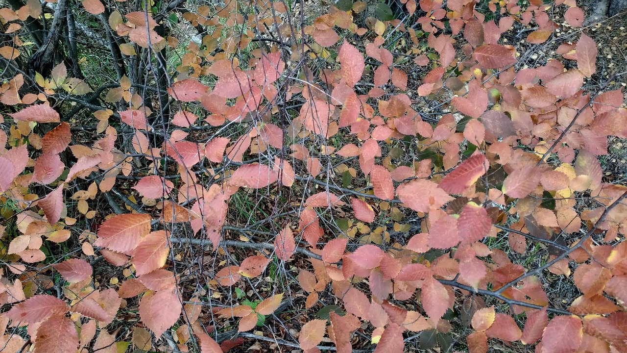 Autumn Forest Leaves - Free photo on Pixabay