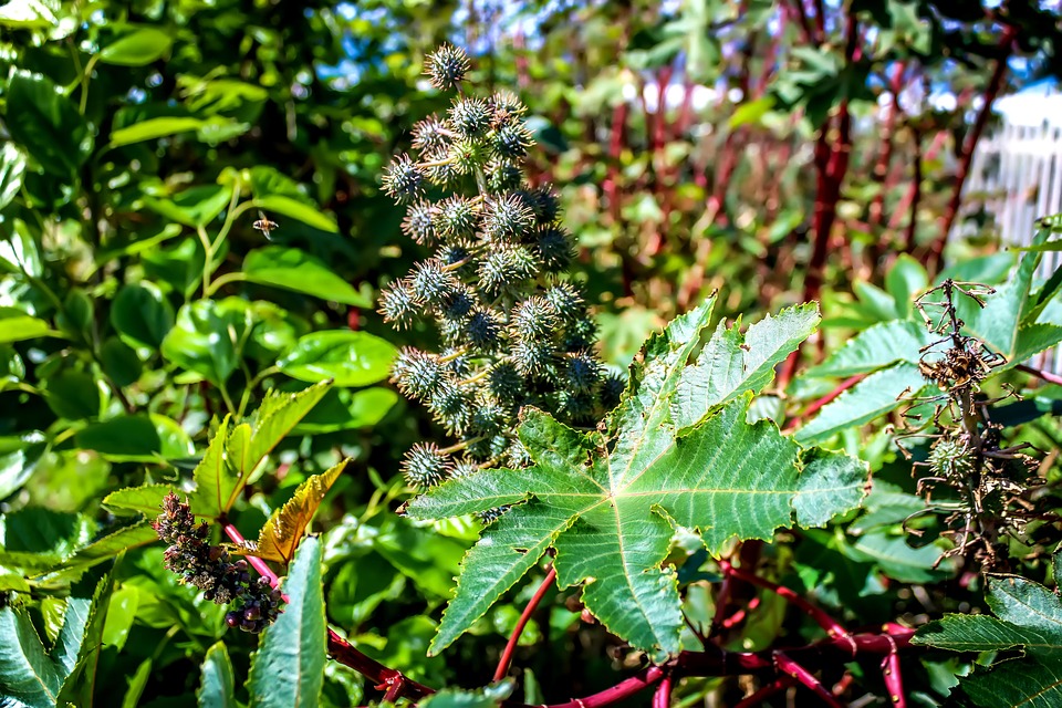 Castor Oil Plant Bean - Free photo on Pixabay