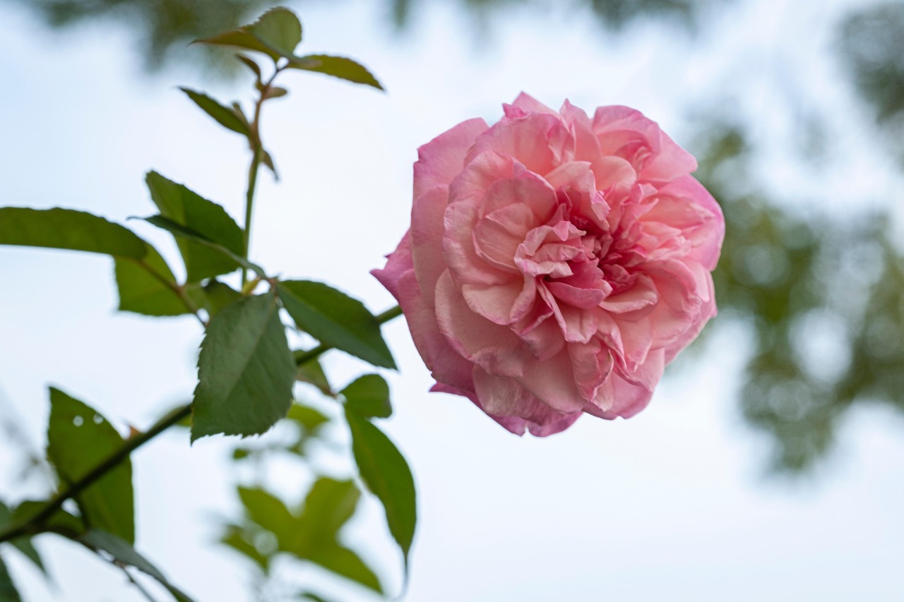 20,000+ Free Rose Mary & Rose Images - Pixabay