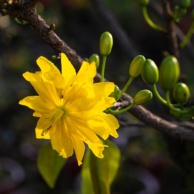 Yellow Mai Flower Branch - Free photo on Pixabay - Pixabay