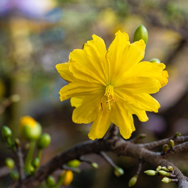 Yellow Mai Flower Branch - Free photo on Pixabay