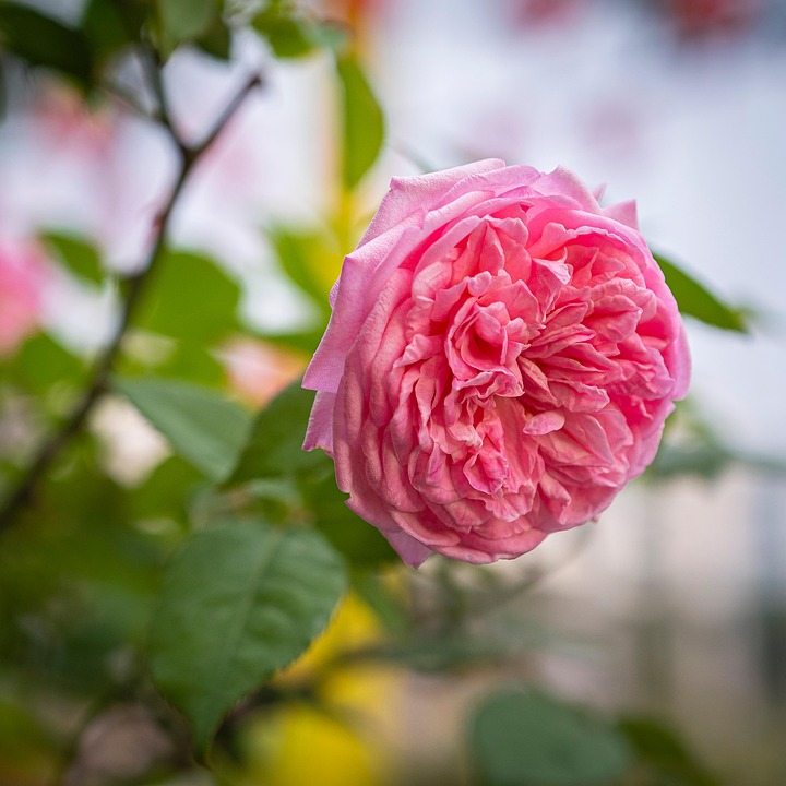 Pinke Rose Blume Garten - Kostenloses Foto auf Pixabay - Pixabay