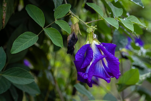 Bunga Lonceng Campanula Biru - Foto gratis di Pixabay - Pixabay